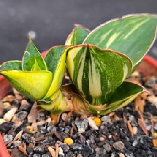 Jual sansevieria maya variegata - Kab. Tangerang - nathania plant ...
