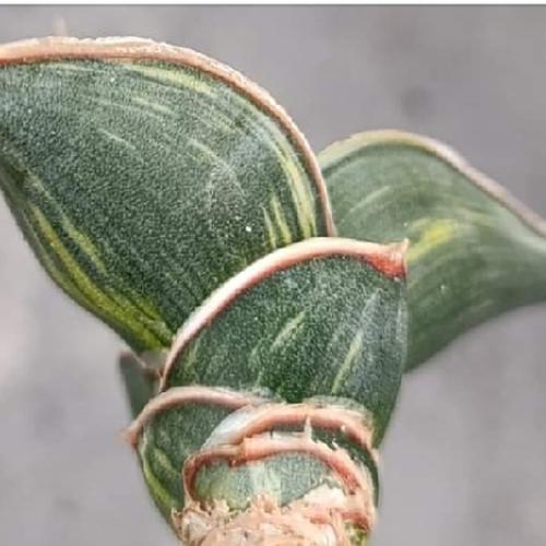 Jual sansevieria rorida variegata tanaman hias - Kab. Tangerang ...