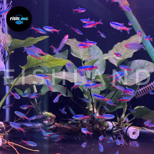 Jual Neon Tetra / Cardinal / Aquascape / Hiasan Aquarium - Kota ...