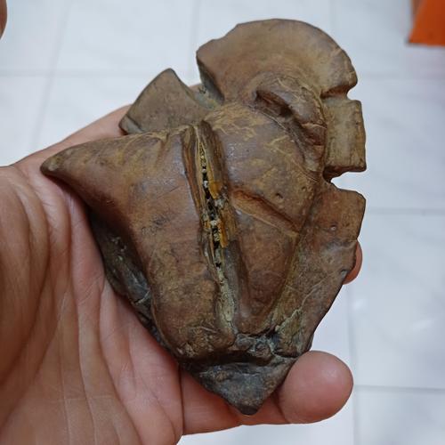Jual batu fossil dinosaurus 01 - Jakarta Barat - batu aki | Tokopedia