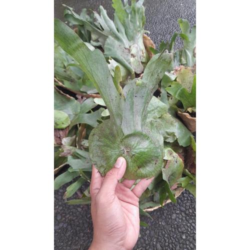 Jual Terlaris Platycerium wandae ekonomis cabutan / simbar papua murah ...