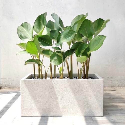 Promo FREE ONGKIR - CALATHEA Plants In The Box | Pot Tanaman - Pot ...