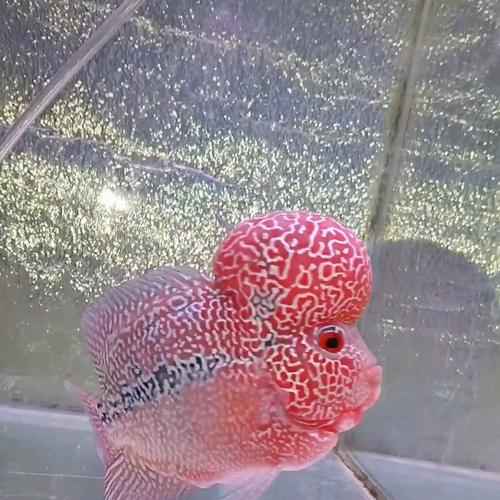 Jual Louhan Super Red Dragon Size 12-14CM ORI Thailand QUALITY ...
