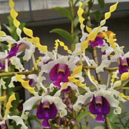 Jual tanaman hias seedling anggrek dendrobium// yellow purple kriting ...