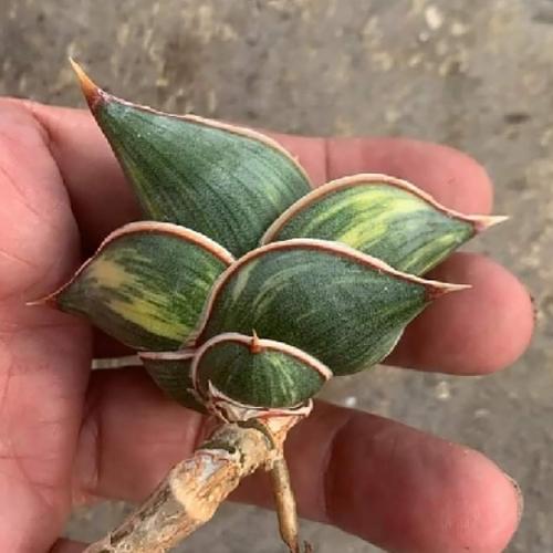 Jual sansevieria rorida dagger - Kab. Tangerang - nathania plant ...