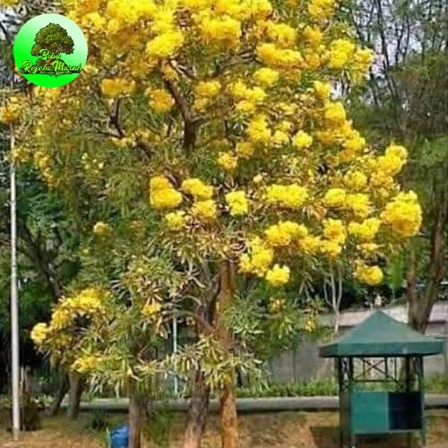 Promo Paket Hemat 20 Bibit Bunga Pohon Tabebuya Kuning | Tabebuya ...