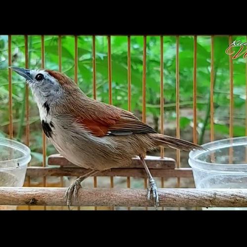 Jual Burung Tepus Pipi perak ( kaso" mini) pilhn jtn - Jakarta Timur ...