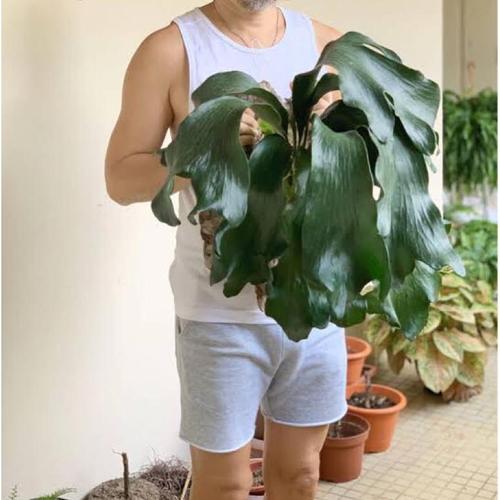 Jual Terlaris platycerium panama baby - Jakarta Selatan - Mr Beem ...