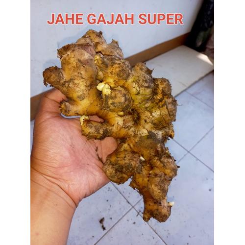 Jual Jahe Gajah | Jahe besar | Jahe jumbo| Jahe putih segar Murah berat ...
