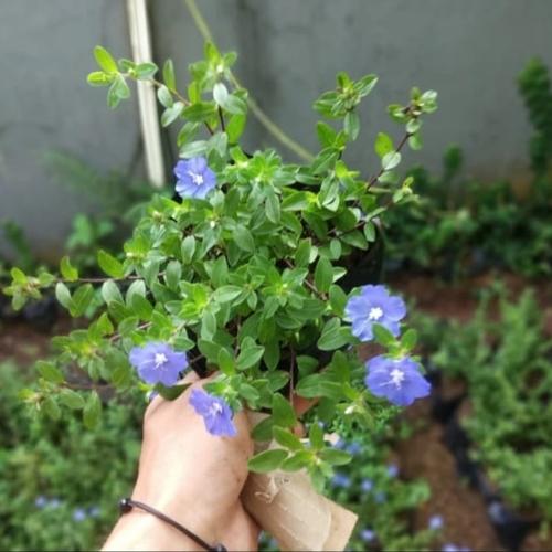 Jual Tanaman Hias Blue eyes - Tanaman hias bunga Blue eyes - Kab. Bogor ...