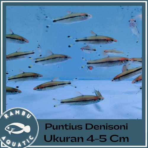 Jual Ikan Puntius Denisoni4-5Cm / Ikan Denisoni 4-5Cm - Jakarta Utara ...