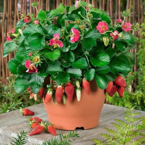 Jual Tanaman Buah Strawberry Merlan - Bibit Buah Strawberry Merlan ...