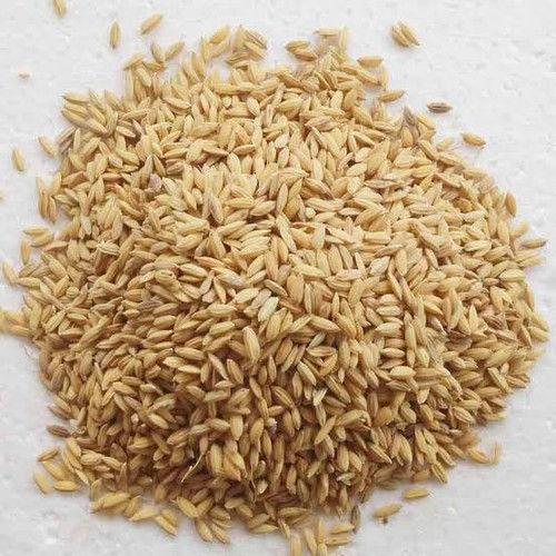 Jual Gabah Padi Kering 25 Kg - Gabah Padi 1 Karung 25 Kg - Gabah Padi ...