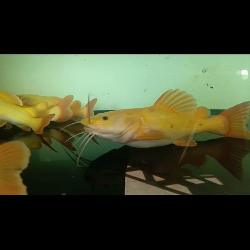 Jual Red Tail Cat Fish Phantom / RTC Platinum / Red Tail Cat fish ...