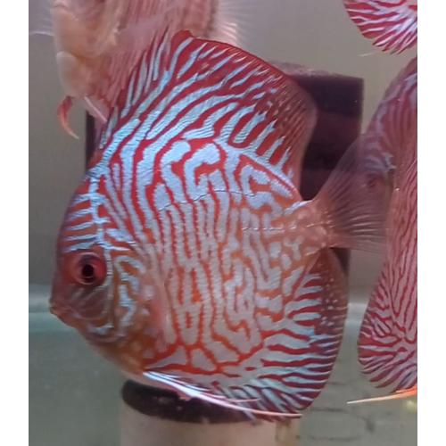 Jual Ikan Discus Tiger Snake 1,5 cm s/d 5" inch - 3,5 inch - Jakarta ...