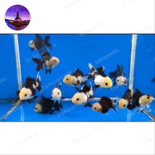 Jual IKAN KOKI PANDA / IKAN HIAS MAS KOKI PANDA - Jakarta Selatan ...