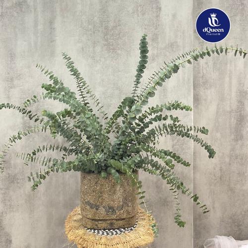 Jual Silver dolar rangkaian vas jadul exotic daun hidup / driedflowers ...