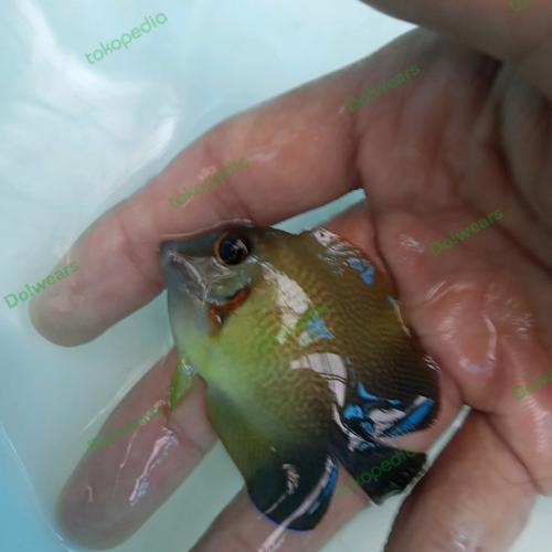 Jual IKAN HIAS AIR LAUT BOTANA ABU - Kab. Bandung - MARINE FISH AQUATIC ...