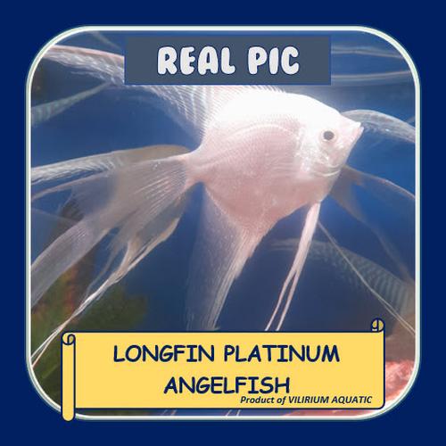 Promo IKAN HIAS AIR TAWAR - ANGELFISH PLATINUM SLAYER / MANFISH ...