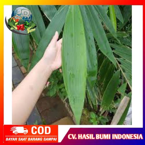 Jual daun bambu bakcang segar dipetik dadakan agar fresh per daun ...