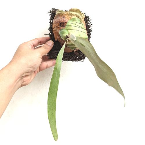 Jual platycerium willinckii thin leaf tanduk rusa simbar menjangan ...