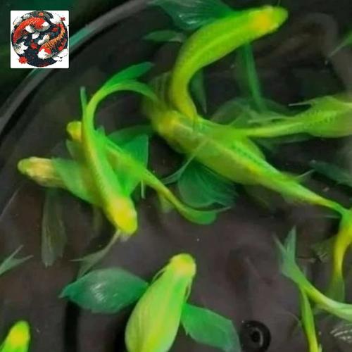 Promo danio slayer green / ikan hias danio slayer hijau / ikan hias ...