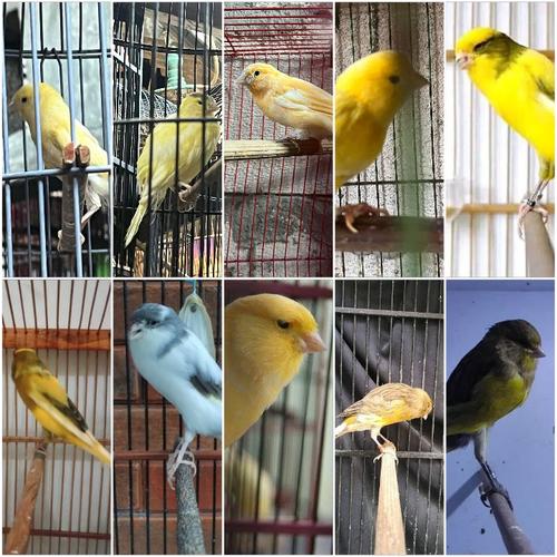 Jual Kenari YS, AF, AFS, F1, F2, F3 Bahanan, paud jantan josss murah ...