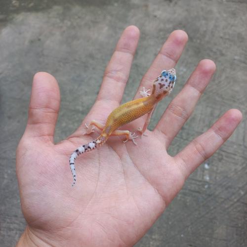 Promo Leopard Gecko Baby Visual Female - Emerine Poss Red Stripe ph ...