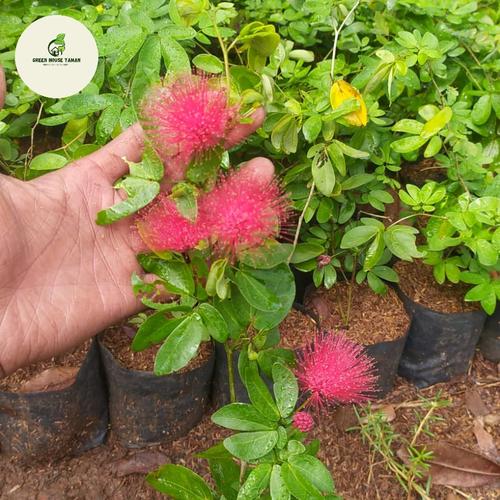 Jual tanaman bunga kaliandra - Pohon Kaliandra - Bunga kaliandra merah ...