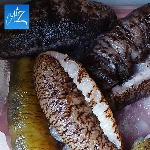 Jual Teripang haisom hoisem hai som angsom segar pilihan fresh 500g ...