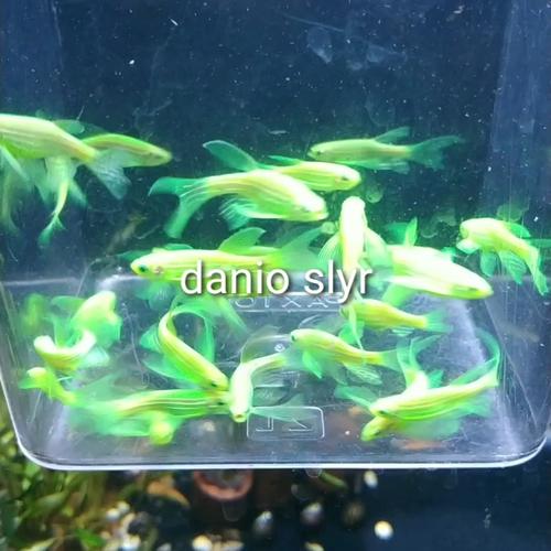 Jual hiasan aquascape ikan danio slayer - Kab. Bekasi - ikan ...