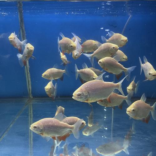 Jual Pacu albino size 10-12cm | ikan bawal albino | ikan predator ...