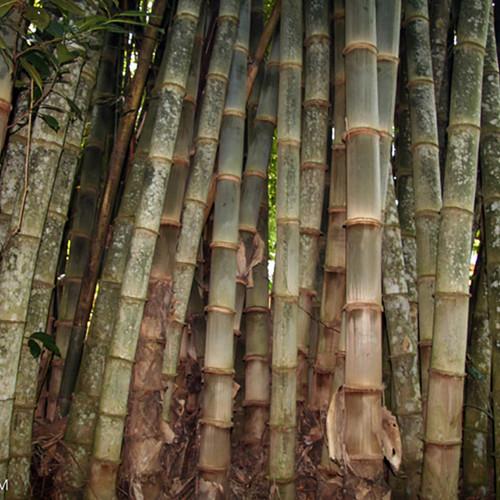 Jual Bibit Tanaman Bambu Petung/Betung - Bambu Raksasa /bambu rebung ...