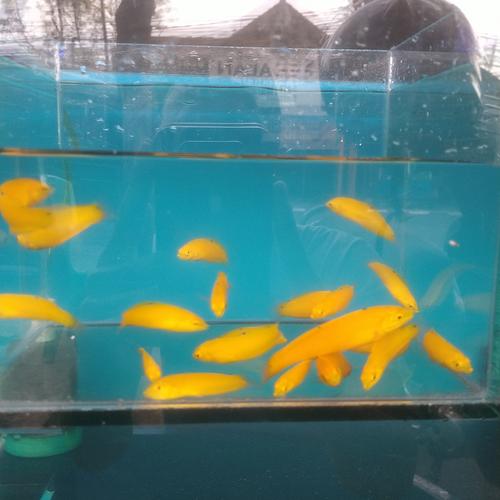 Jual keling kuning ikan hias air laut - Kota Bandung - istana aquarium ...