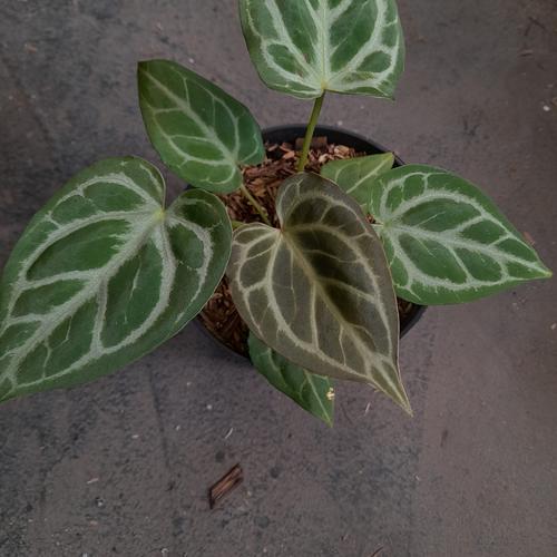 Jual Anthurium tiger red seeds - Kab. Bogor - detplants | Tokopedia