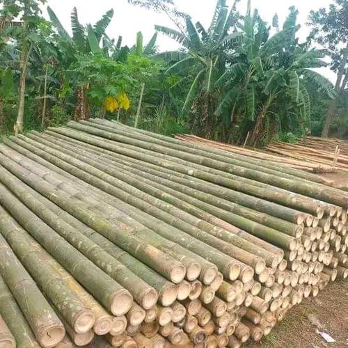 Jual bambu APUS bambu gombong,bambu steger, bambu pagar,bambu bekisting ...