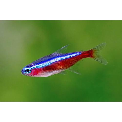Jual NEON CARDINAL tetra SIZE L - Kota Bekasi - TOKO IKAN HIAS BAHEERA ...
