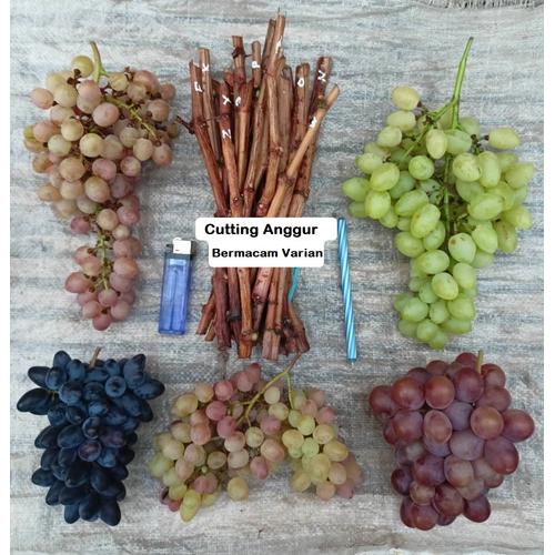 Jual Stek Cutting Anggur Import Bermacam Varian - Kab. Magelang - kebon ...