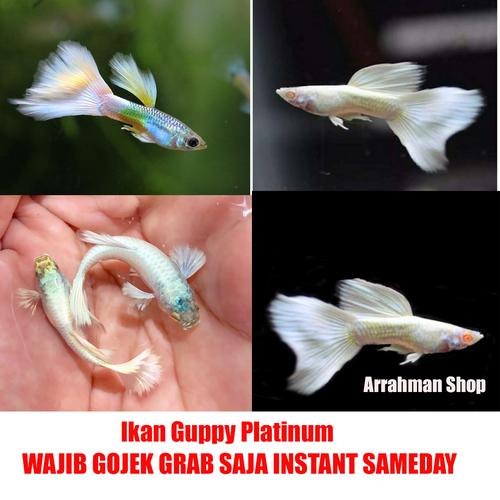 Jual ikan hias aquascape - ikan hias air tawar ikan guppy platinum - gupy platinum kualitas ...