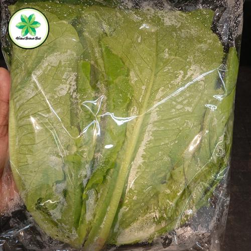 Jual romaine lettuce 500gr/1kg fresh Selada Romana Segar - 500gram ...