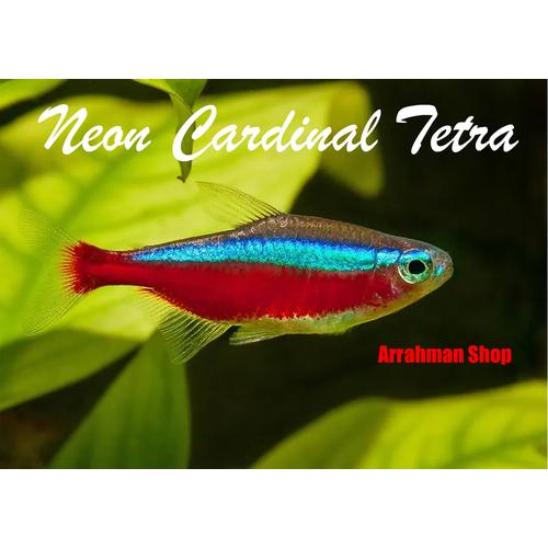 Jual IKAN HIAS AQUASCAPE CARDINAL TETRA - ikan neon cardinal tetra ikan ...