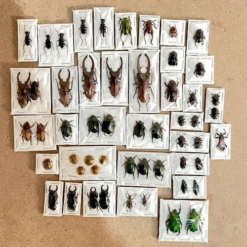 Jual awetan serangga unik indonesia kumbang, taxidermy insect, - F1 ...