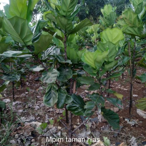 Jual pohon ketapang biola cantik. Tinggi pohon 2-2,5 meter. - Kota ...