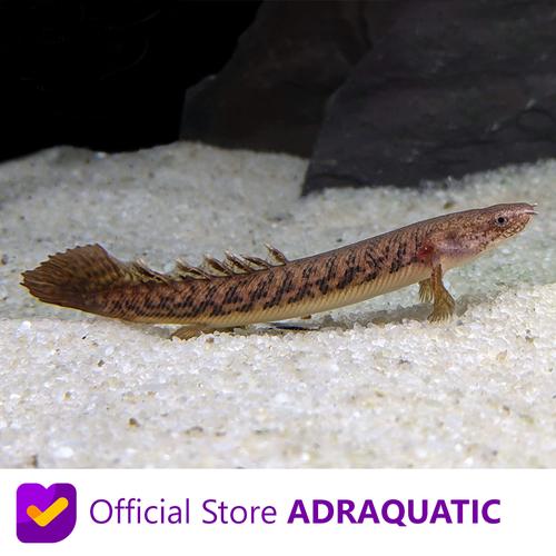 Promo IKAN HIAS PALMAS TEUGELSI POLYPTERUS BICHIR AIR TAWAR - 10 CM ...