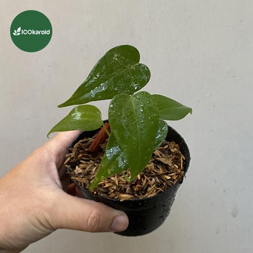 Jual Tanaman Hias Anthurium Pterodactyl Original - Kab. Bogor - adrianloa | Tokopedia