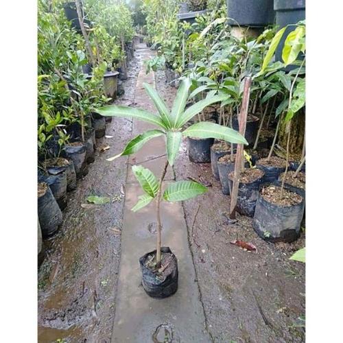 Jual Bibit Buah Mangga Red Emperor - Pohon Mangga Red Emperor Unggul ...