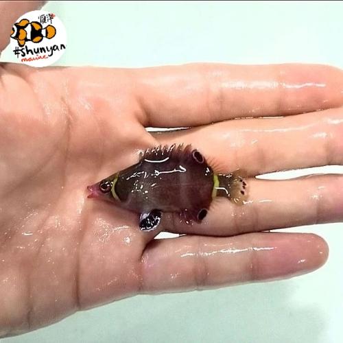 Jual Golden Banded Possum Wrasse / Keling Lambi Model / Biasa - Kota ...