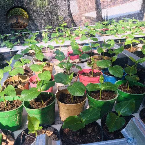 Jual Bibit baobab seedling adansonia digitata pohon Afrika - Kab ...