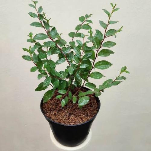 Promo Tanaman Herbal Daun Bidara Arab (Pengusir Setan) - Kota Batu ...