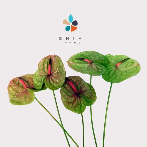 Jual BUNGA ANTHURIUM HIJAU PISTACHE - Ukuran L - Kab. Bogor - Ghia ...
